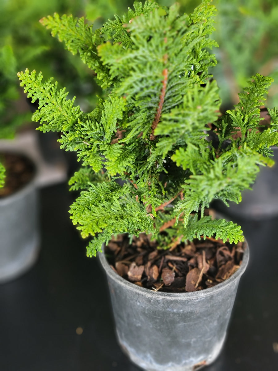 Chamaecyparis obtusa "FILICOIDES COMPACTA' – MiniForest
