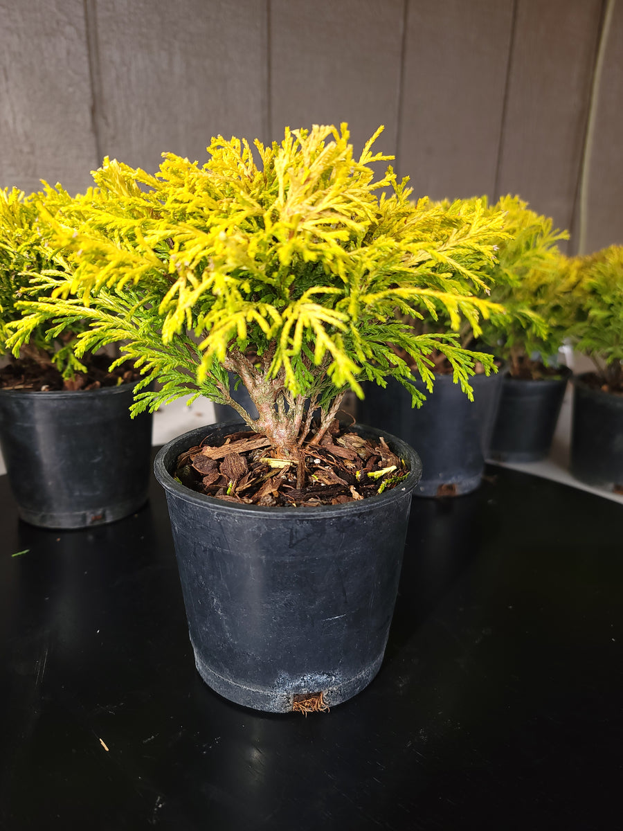 Chamaecyparis pisifera 'GOLDEN MOP' – MiniForest