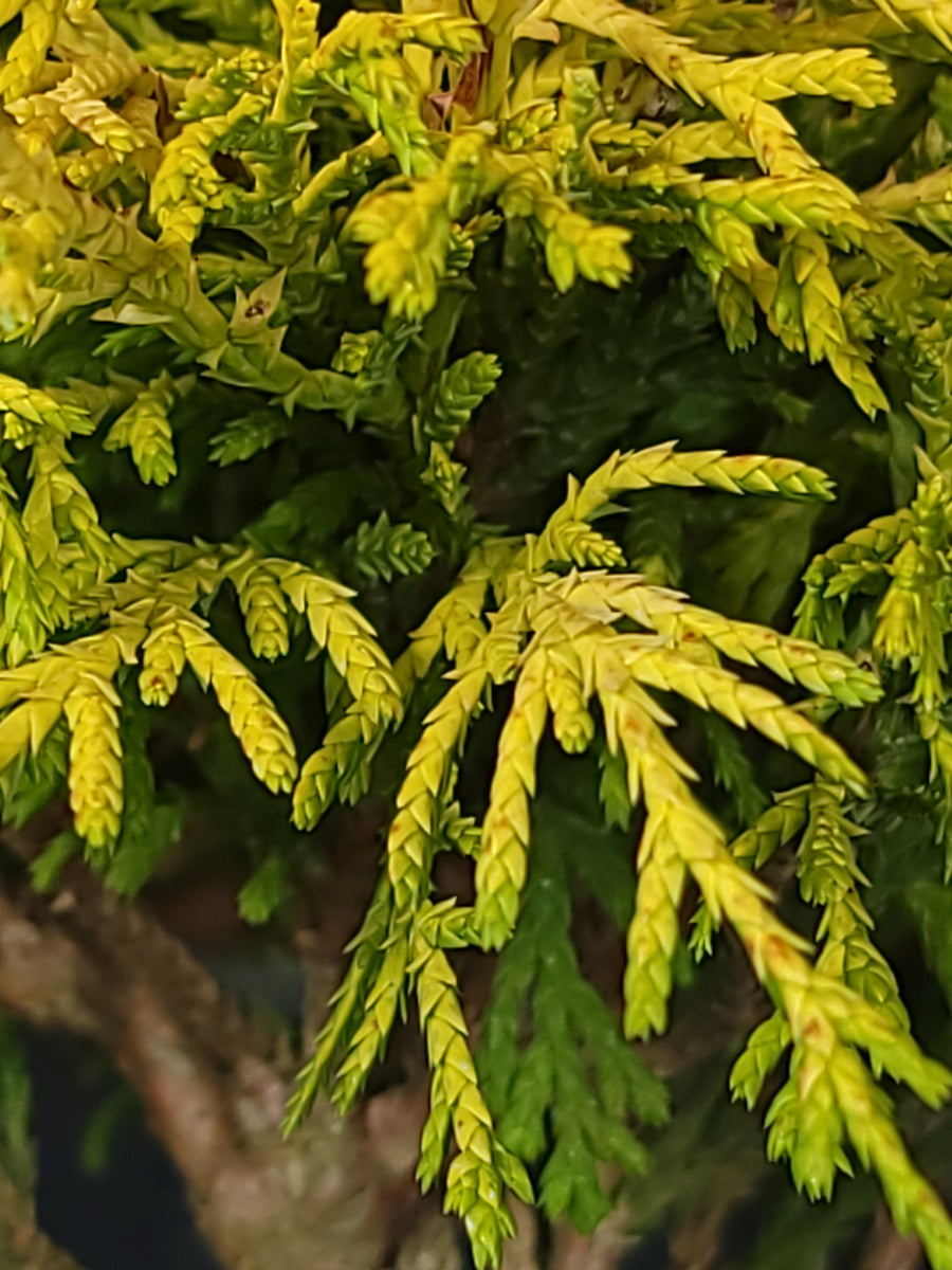 Chamaecyparis pisifera 'GOLDEN MOP' – MiniForest