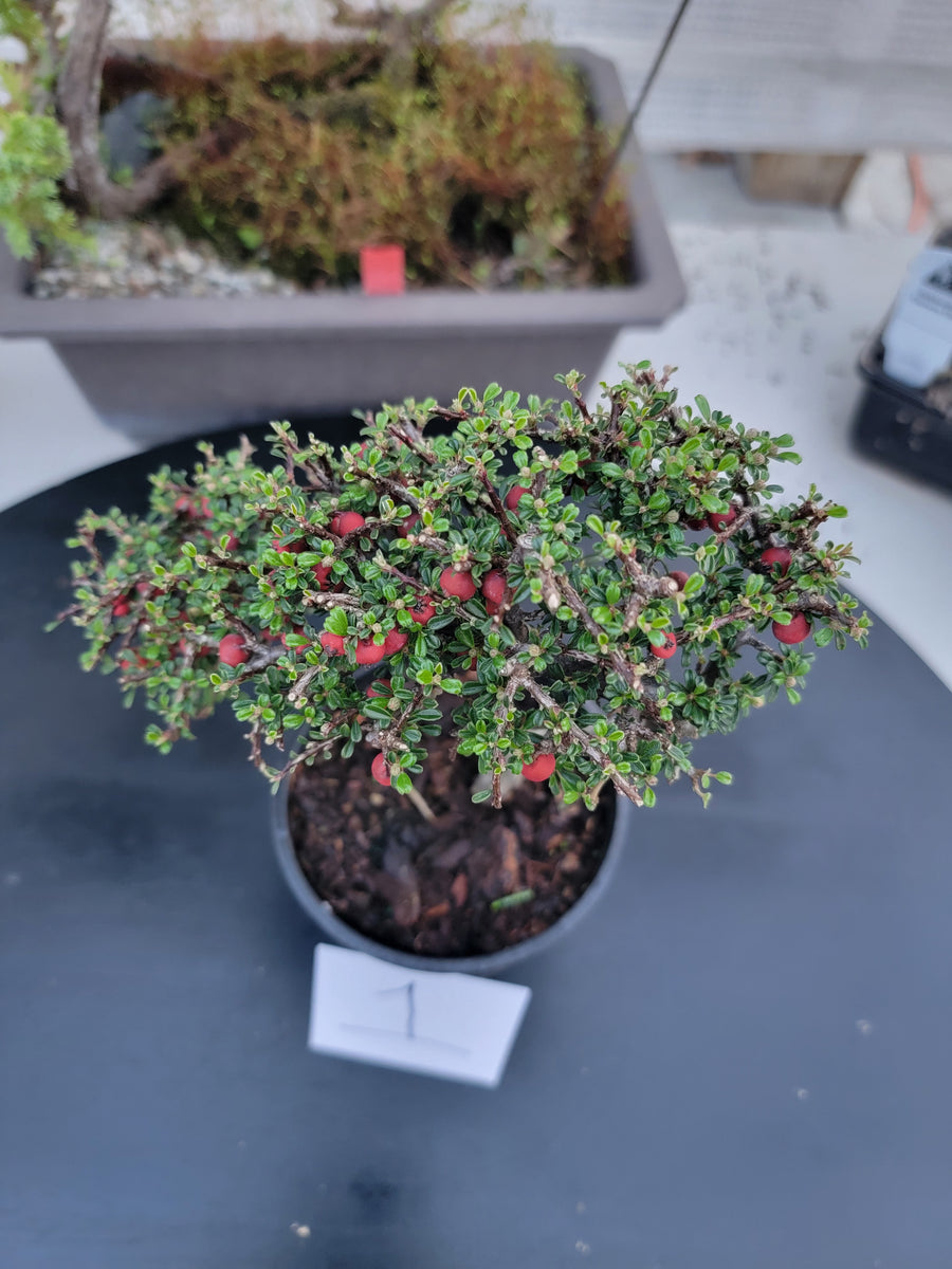 Cotoneaster microphyllus 'THYMINIFOLIUS' Pre-Bonsai #1 – MiniForest