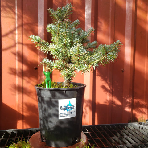 Miniature Trees & Shrubs – MiniForest